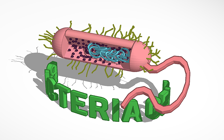 3D design Bacteria cell model - Tinkercad