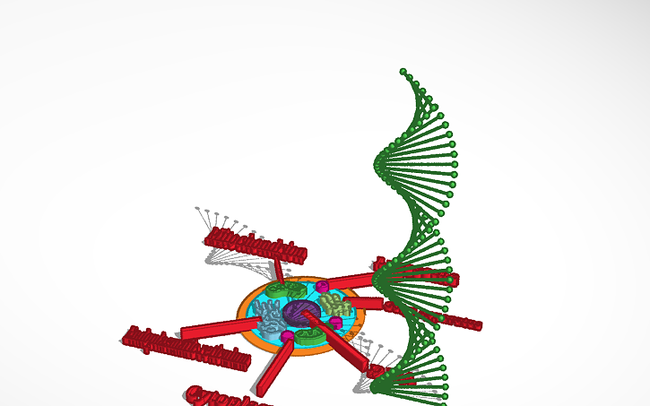 3D design DNA and Cell - Tinkercad