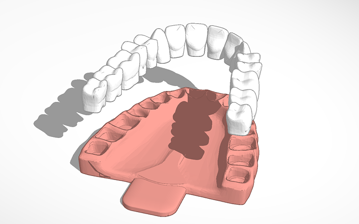 3D design Upper Jaw and Teeth - Tinkercad
