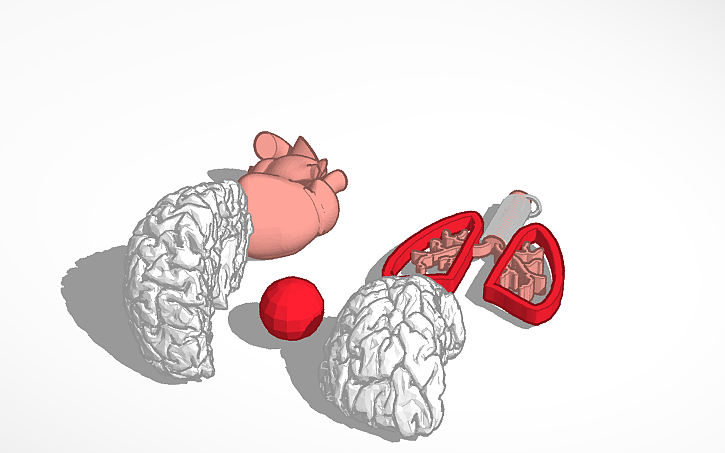 3D design Organs 3D - Tinkercad