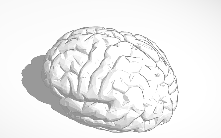 3D design Brain - Tinkercad
