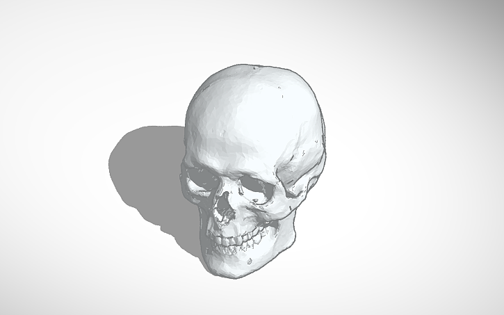 3D design Skull - Tinkercad