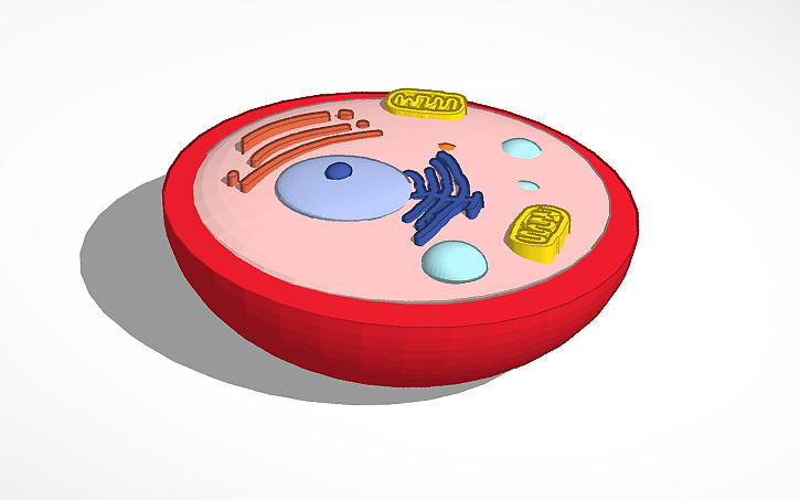 3D design Alessia cellula animale - Tinkercad