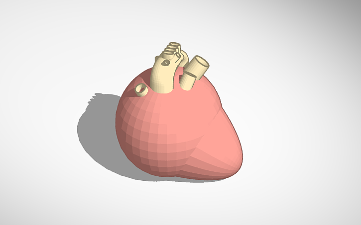 3D design human heart - Tinkercad