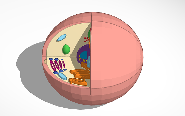 3D design Animal Cell - Tinkercad