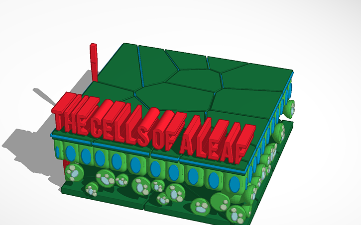 3D design cells of a leaf | Tinkercad
