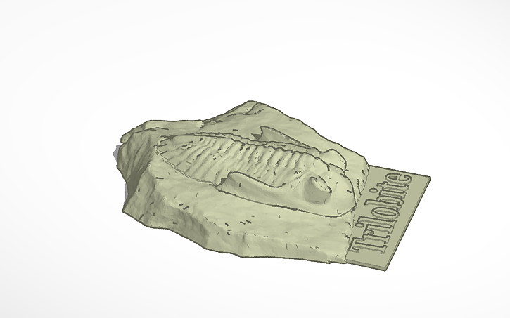 3D design Trilobite - Tinkercad