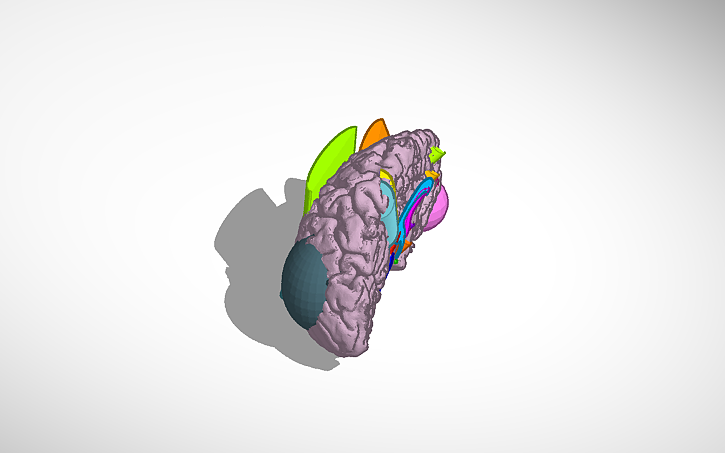 3d Design Brain Model Tinkercad