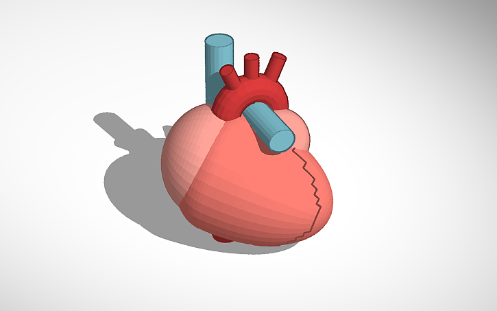 3D design Human Heart - Tinkercad
