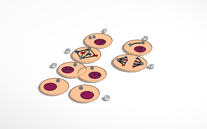 3D design Stages of Mitosis | Tinkercad