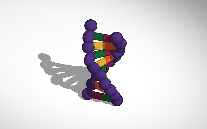 3D design DNA Model - Tinkercad