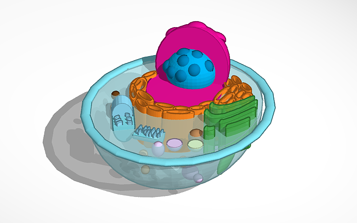 3D design Animal Cell Model - Nuha Zawahir | Tinkercad