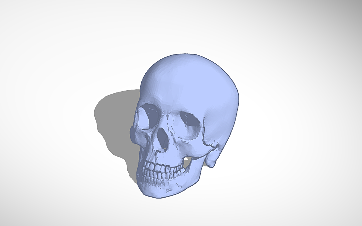 3D design skull - Tinkercad