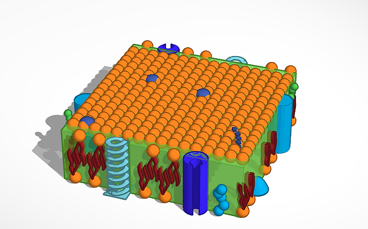 3D design Cell Membrane Model - Tinkercad