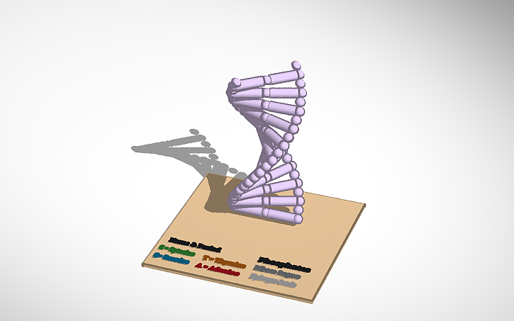 3D design DNA Tinkercad Model- Student Copy | Tinkercad