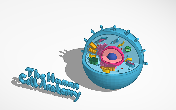 3D design Human Cell Anatomy - Tinkercad