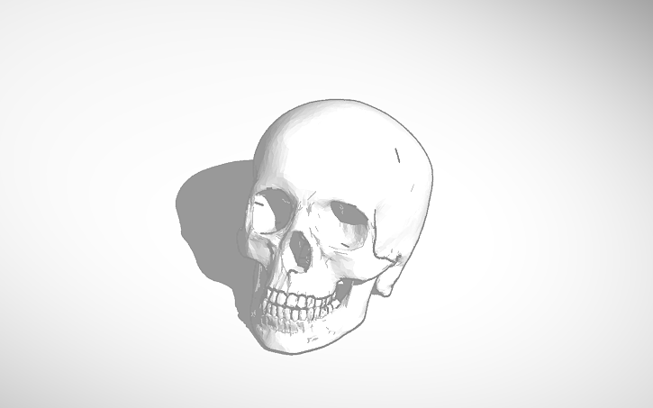 3D design Skull - Tinkercad