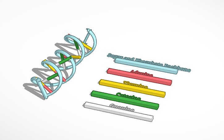 3D design DNA Model | Tinkercad