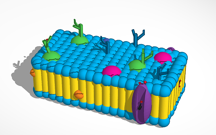 3D design Cell Membrane Model - Tinkercad