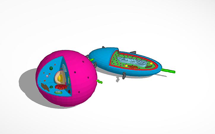 3D design Alex Lugo Prokaryotic and Eukaryotic Cells - Tinkercad