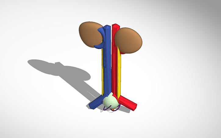 3D design The Urinary System - Tinkercad