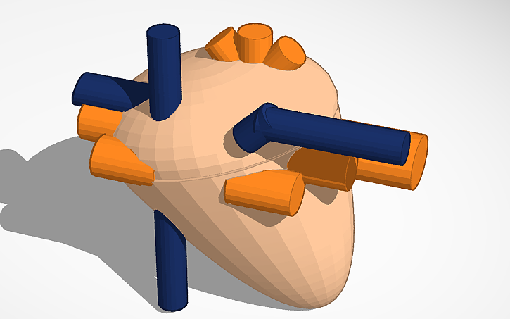 3D design human heart - Tinkercad