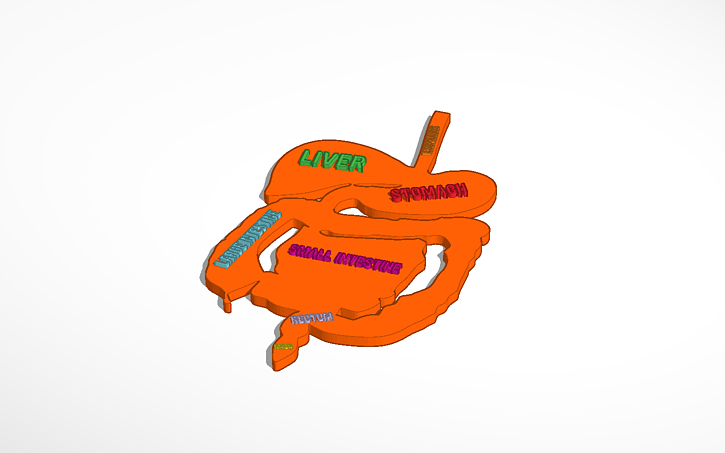 3D design Digestive System - 5th Grade (Science) - Tinkercad