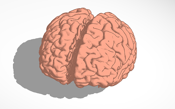 3D design Copy of BRAIN MODEL - Tinkercad