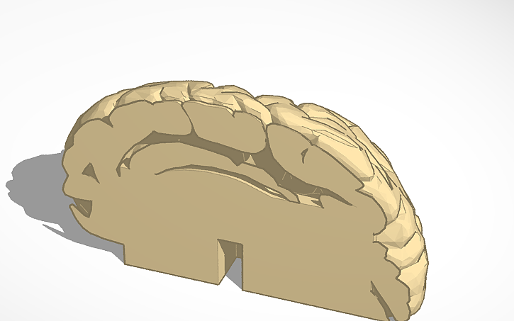 3D design Copy of Brain - Tinkercad