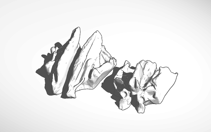 3D Design Ethmoid Bone Split Tinkercad