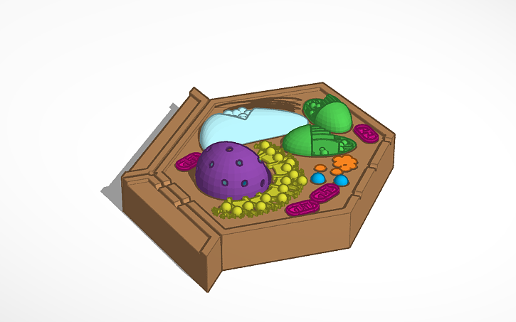 3D design plant cell (prototyping) | Tinkercad