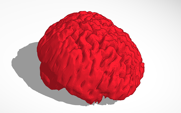 3D design Human Brain - Tinkercad