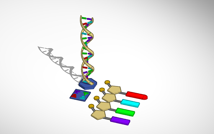 3D design DNA - Tinkercad