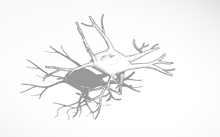 3D design Flat neuron nerve cell - Tinkercad