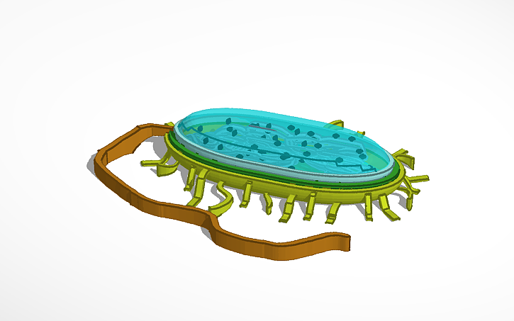 3D design Prokaryotic cell structure - Tinkercad
