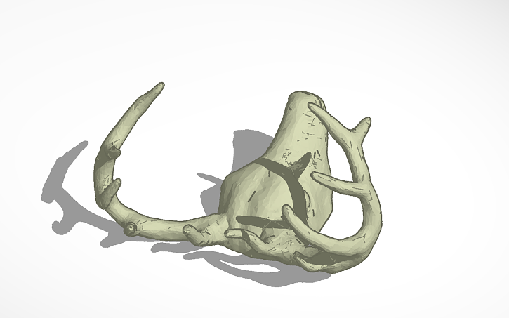 3D design Copy of Top of deer head - Tinkercad