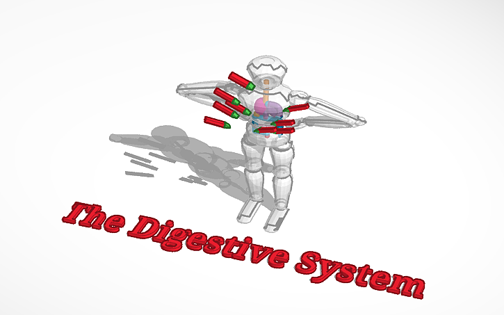 3D design The Digestive System - Tinkercad
