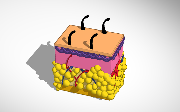3D design Copy of Layers of the Skin | Tinkercad