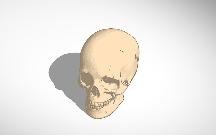 3D design Skull - Tinkercad