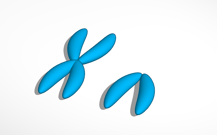 3D design Sterrett and Ford's Chromosome Project - Tinkercad