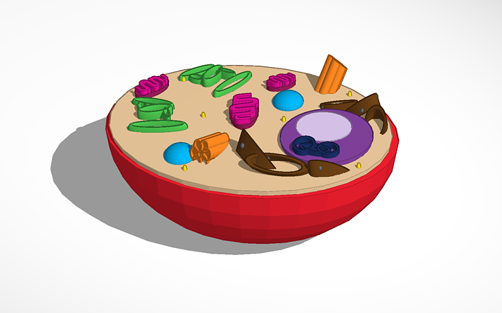 3D design Elizabeth Chalkley: animal cell - Tinkercad