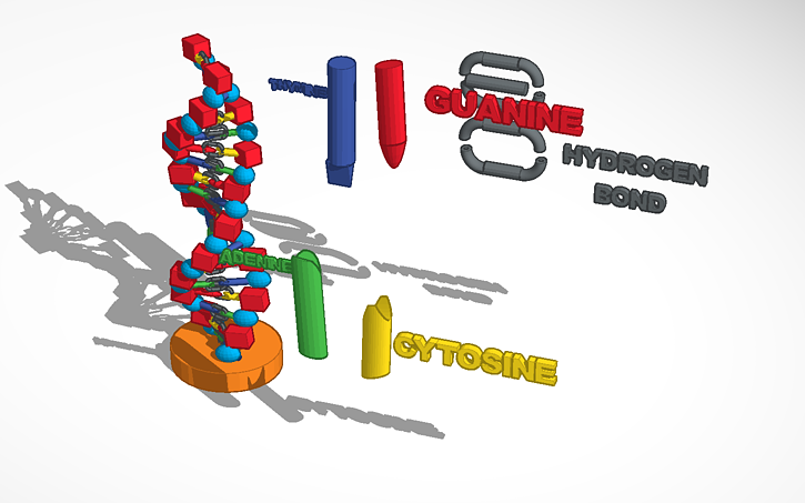 3D design 3-D DNA Model - Tinkercad
