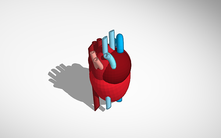 3D design human heart - Tinkercad