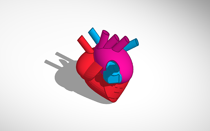 3D design Human Heart | Tinkercad