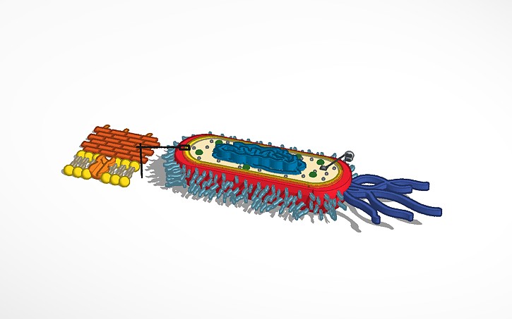3D design Prokaryotic 3D Design - Tinkercad