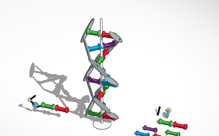 3D design DNA Model | Tinkercad