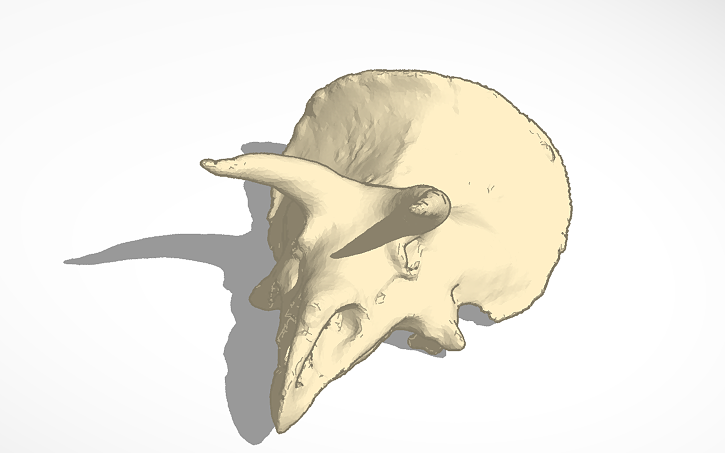 3D design triceratops - Tinkercad