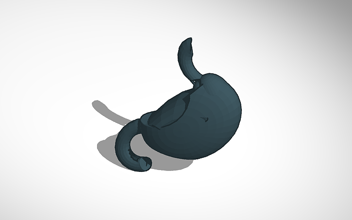 3D design Estómago - Tinkercad