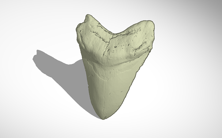 3D design megalodon tooth - Tinkercad