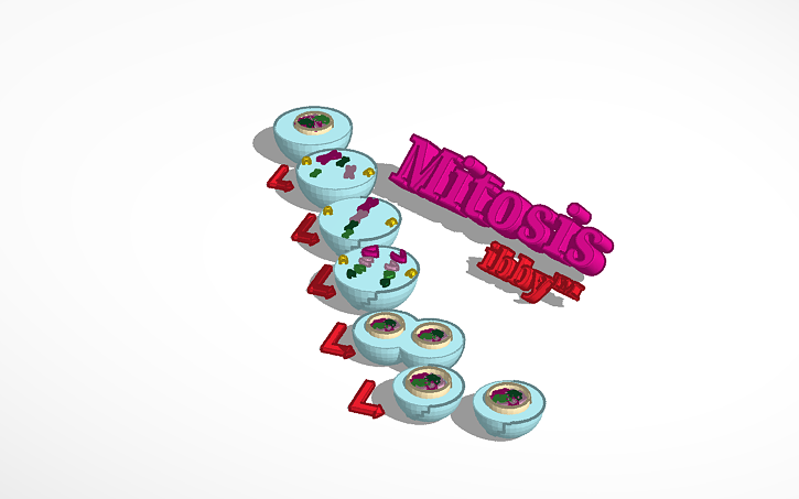 3D design Mitosis - Ibby Final - Tinkercad